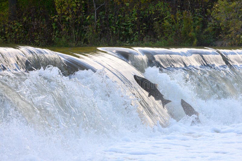 Salmon Run on the Humber River at Old Mill Park in Canada Stock Photo ...
