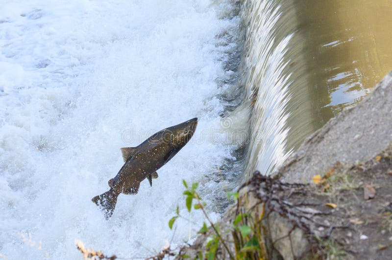 Salmon Run on the Humber River at Old Mill Park in Canada Stock Photo ...