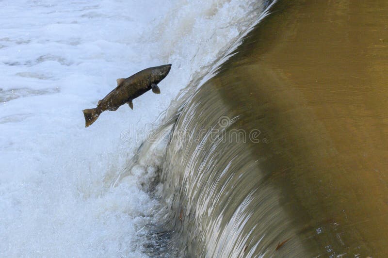 Salmon Run on the Humber River at Old Mill Park in Canada Stock Image ...