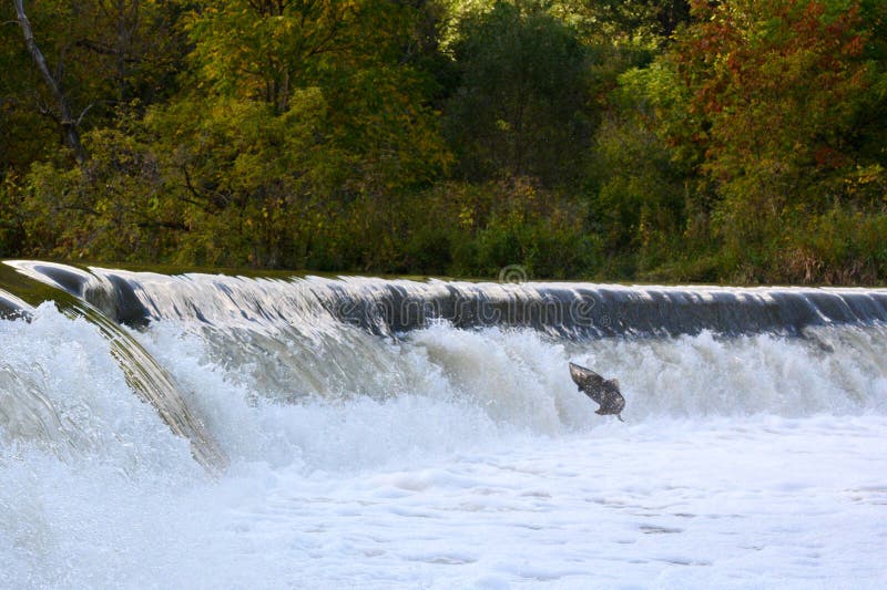 Salmon Run on the Humber River at Old Mill Park in Canada Stock Photo ...