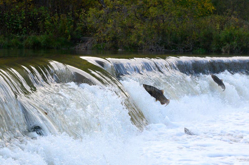Salmon Run on the Humber River at Old Mill Park in Canada Stock Image ...