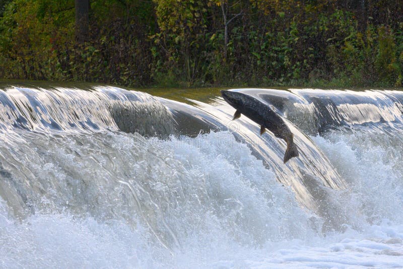 Salmon Run on the Humber River at Old Mill Park in Canada Stock Photo ...