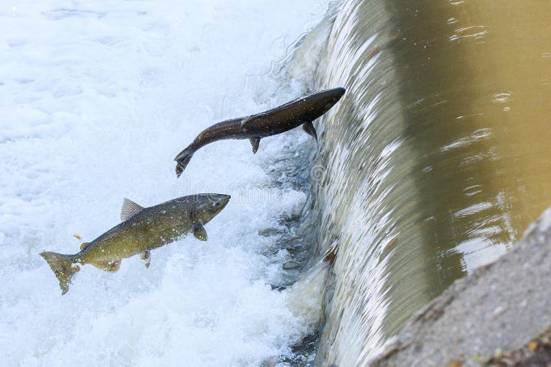 Salmon Run on the Humber River at Old Mill Park in Canada Stock Image ...