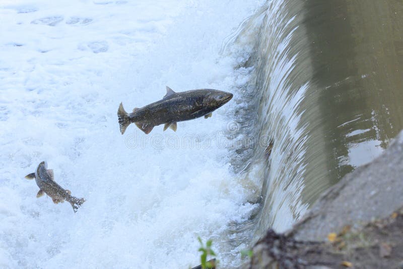 Salmon Run on the Humber River at Old Mill Park in Canada Stock Photo ...