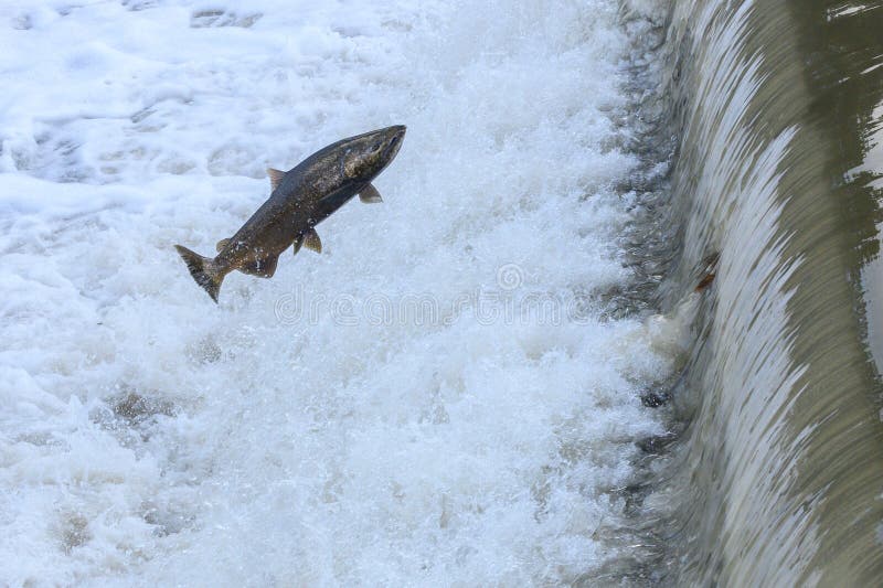 Salmon Run on the Humber River at Old Mill Park in Canada Stock Image ...