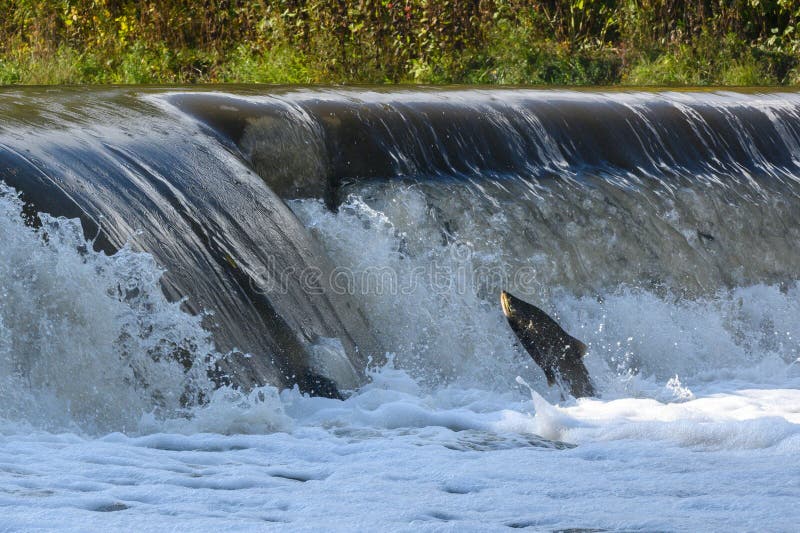 Salmon Run on the Humber River at Old Mill Park in Canada Stock Image ...