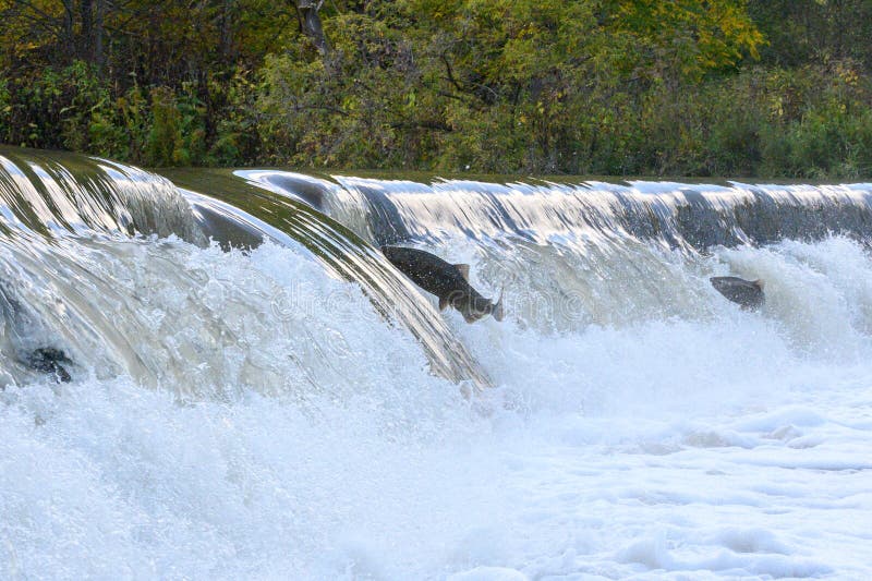 Salmon Run on the Humber River at Old Mill Park in Canada Stock Photo ...