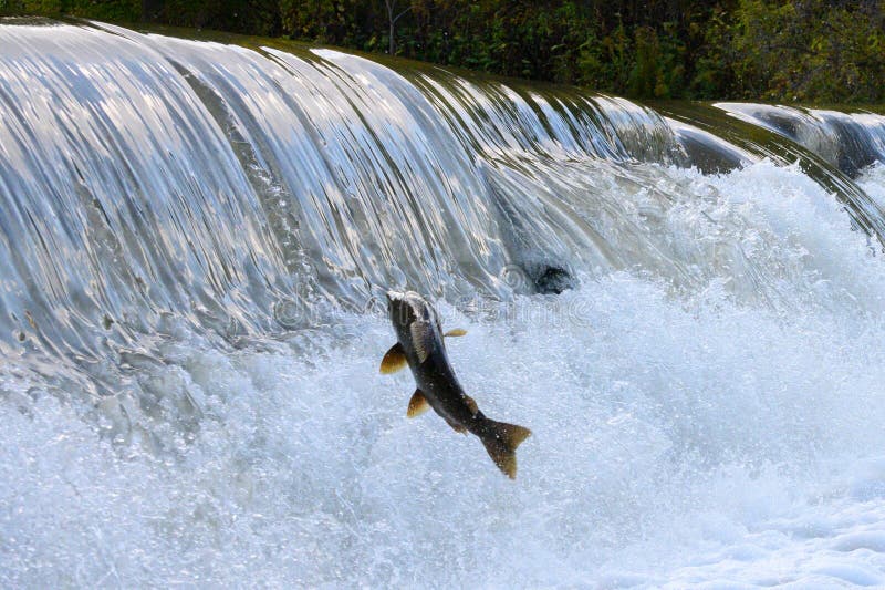 Salmon Run on the Humber River at Old Mill Park in Canada Stock Image ...