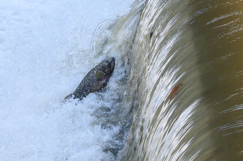 Salmon Run on the Humber River at Old Mill Park in Canada Stock Photo ...