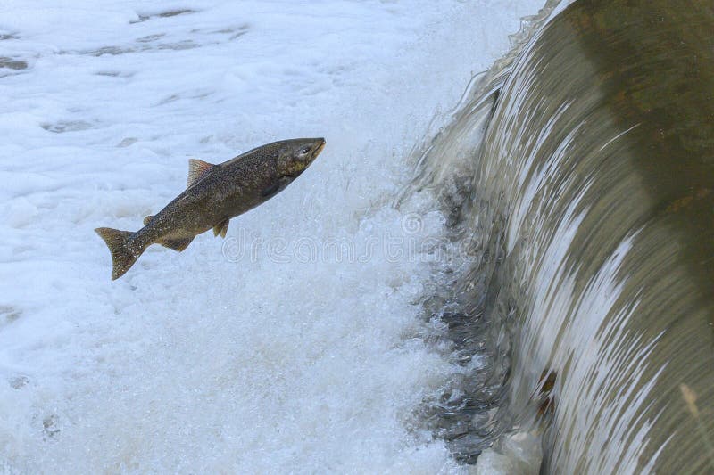Salmon Run on the Humber River at Old Mill Park in Canada Stock Image ...