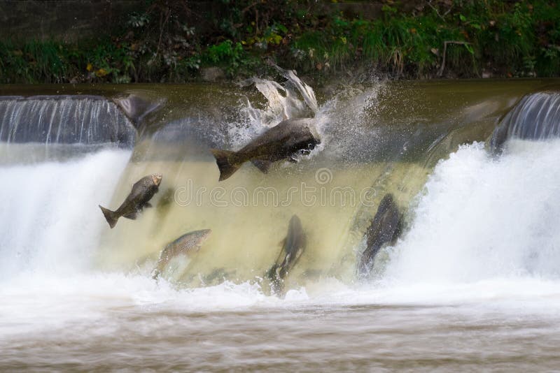 Coho Salmon Jumping Out of the Pacific Ocean Stock Image - Image of ...
