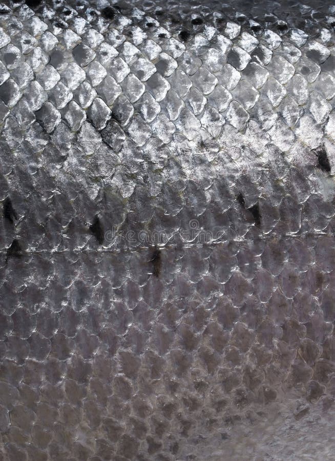 Salmon scales stock photo. Image of scales, vertical - 42817294