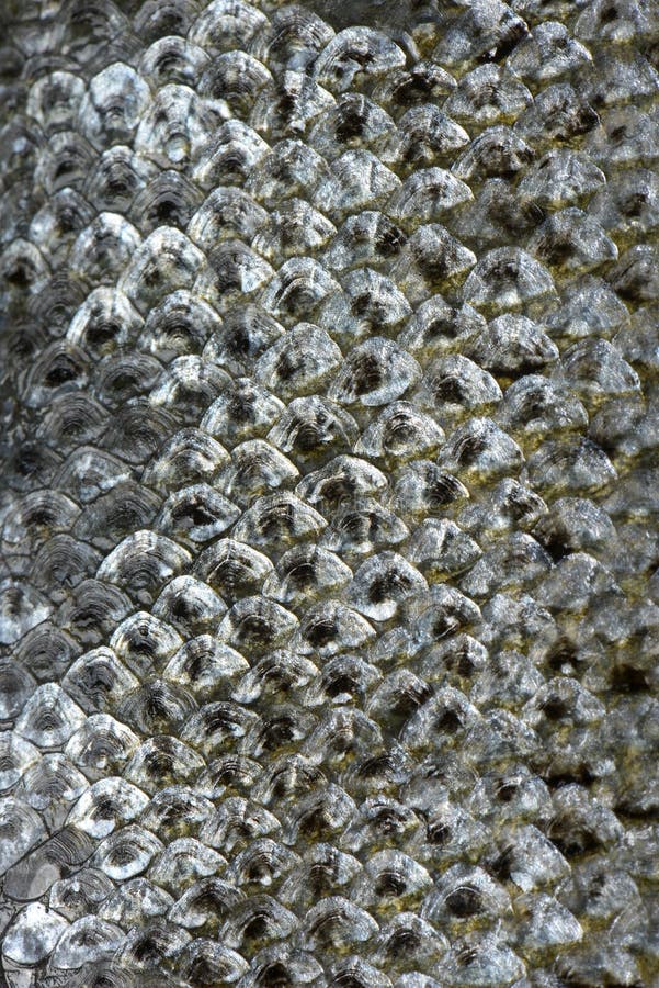 491 Salmon Silver Skin Background Stock Photos - Free & Royalty-Free ...