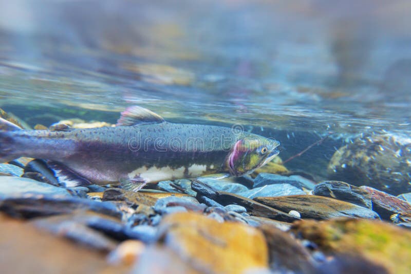 Spawning salmon stock image. Image of river, marine - 211222263