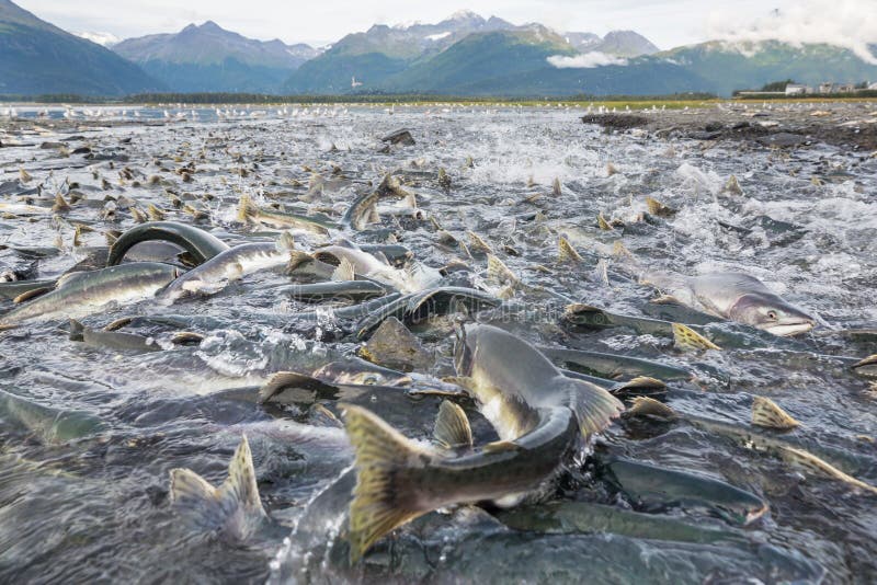 Spawning salmon stock image. Image of closeup, unusual - 255241569