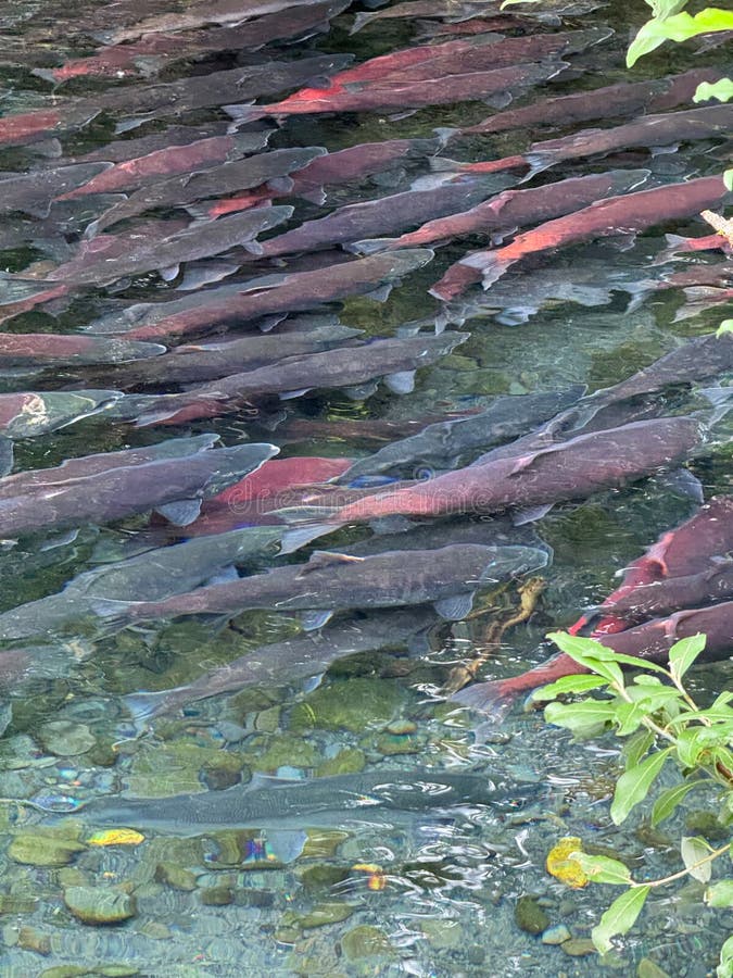 Salmon Spawning in River stock photo. Image of nature - 359001192