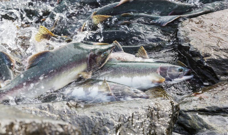 Salmon spawning stock image. Image of habitat, underwater - 220213033