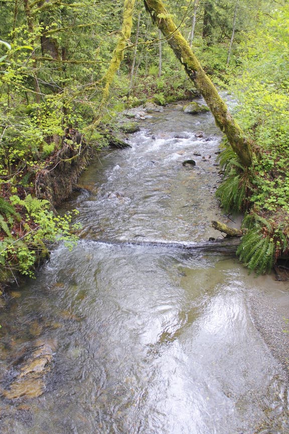 Salmon Stream stock image. Image of fishing, sockeye - 24627869
