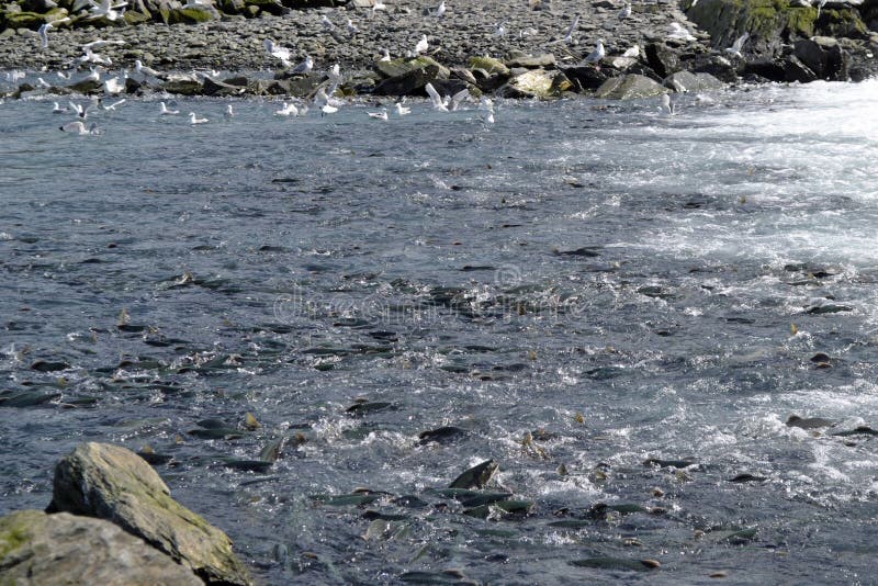 Salmon in the stream stock image. Image of birds, spawn - 49746827