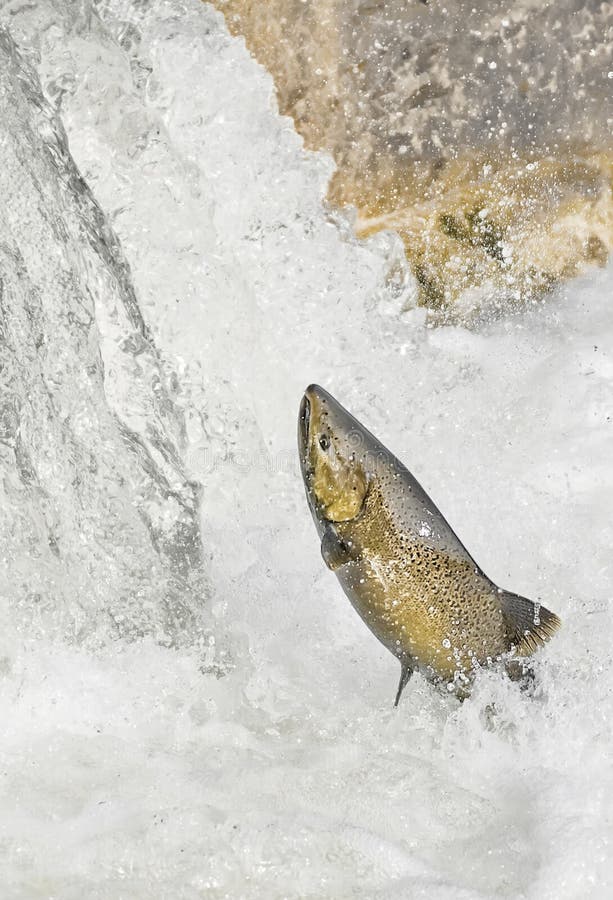 Salmon Run stock photo. Image of bird, observed, salmon - 292693470
