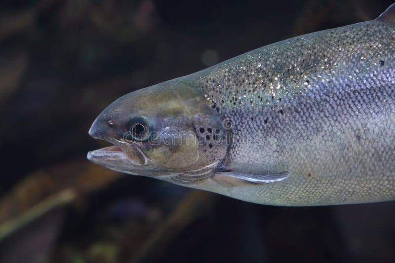 Salmon Swimming in Calm Water Stock Photo - Image of underwater ...
