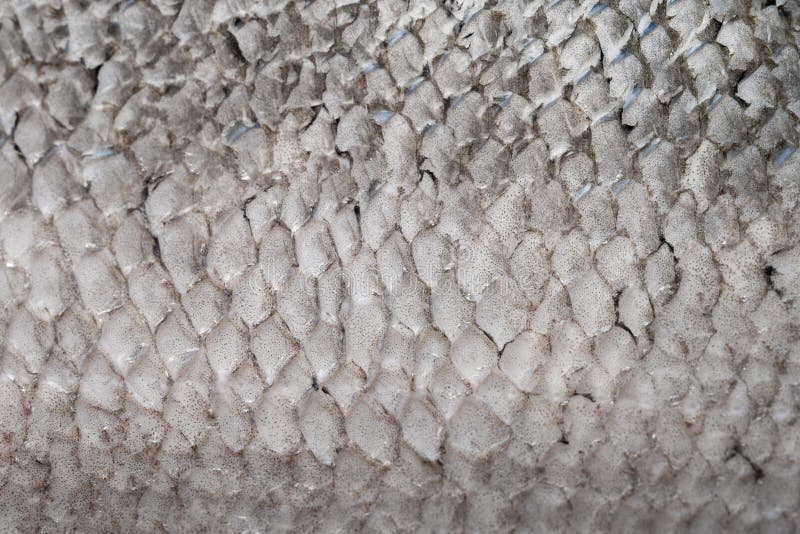 Salmon Texture. Abstract Salmon Skin Texture Close Up. Selective Focus ...