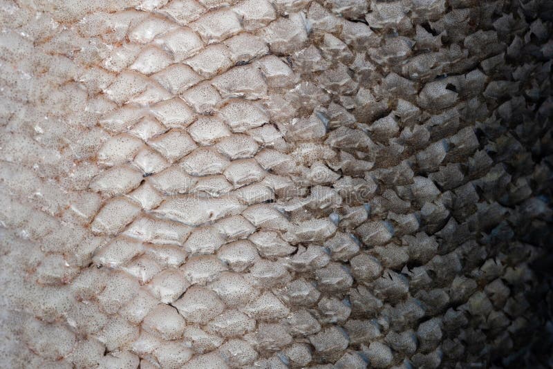 Salmon Texture. Abstract Texture of Salmon Skin Close-up Stock Image ...