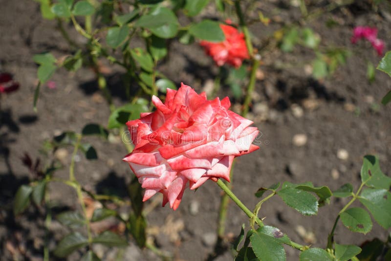 Salmon and White Flower of Rose Stock Image - Image of leaflets, flora ...