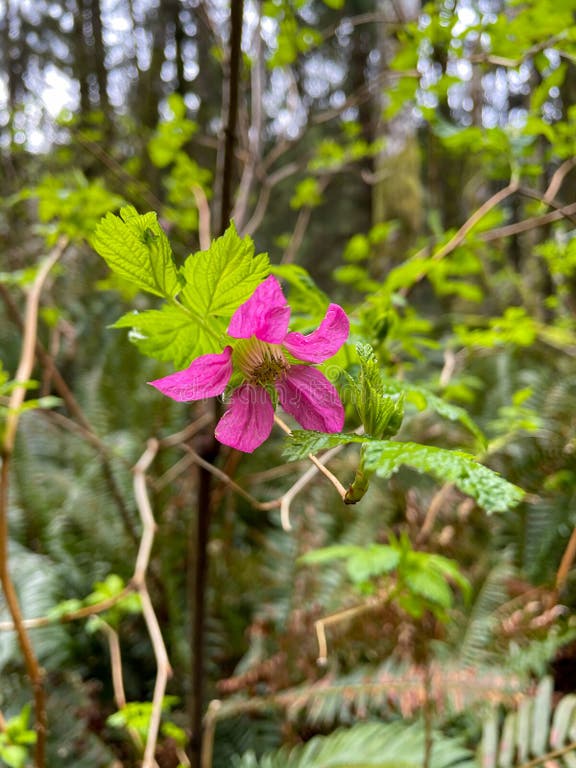 Salmonberry Flower Blossom 01 Stock Photo - Image of wildflower, forest ...