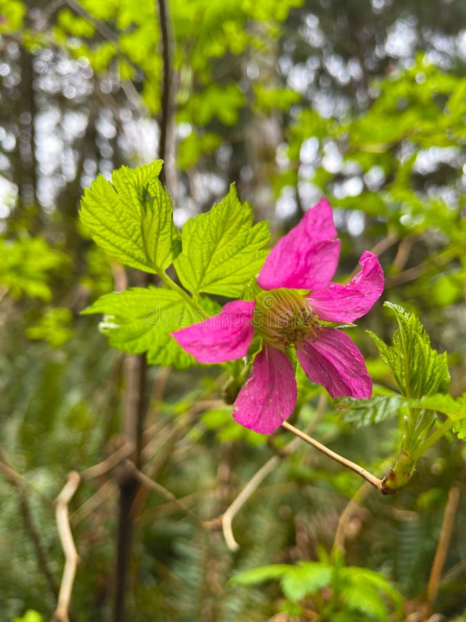 Salmonberry Flower Blossom 02 Stock Photo - Image of floral, nature ...
