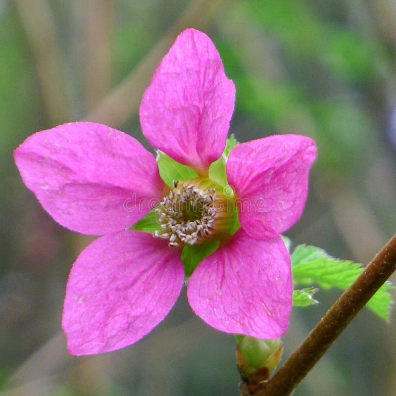 Salmonberry Flower stock photo. Image of plant, berry - 82161104