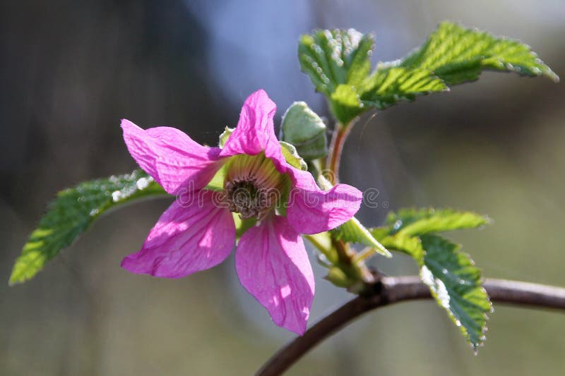 Salmonberry Flower stock image. Image of five, plant - 82167673