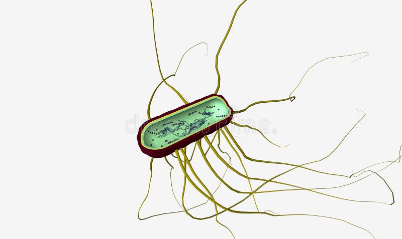 Salmonella is the Name of a Group of Bacteria Stock Illustration ...