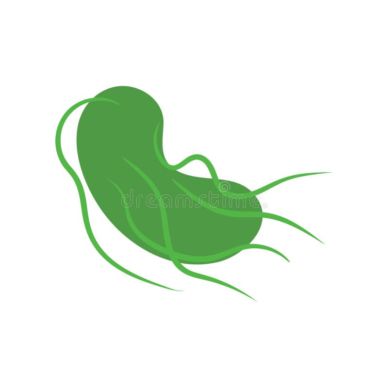 Salmonella Cell Structures and Anatomy Stock Vector - Illustration of ...