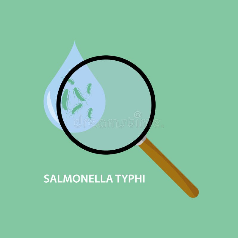 Salmonella Typhi Bacterium Causing of Typhoid Fever. Stock Illustration ...
