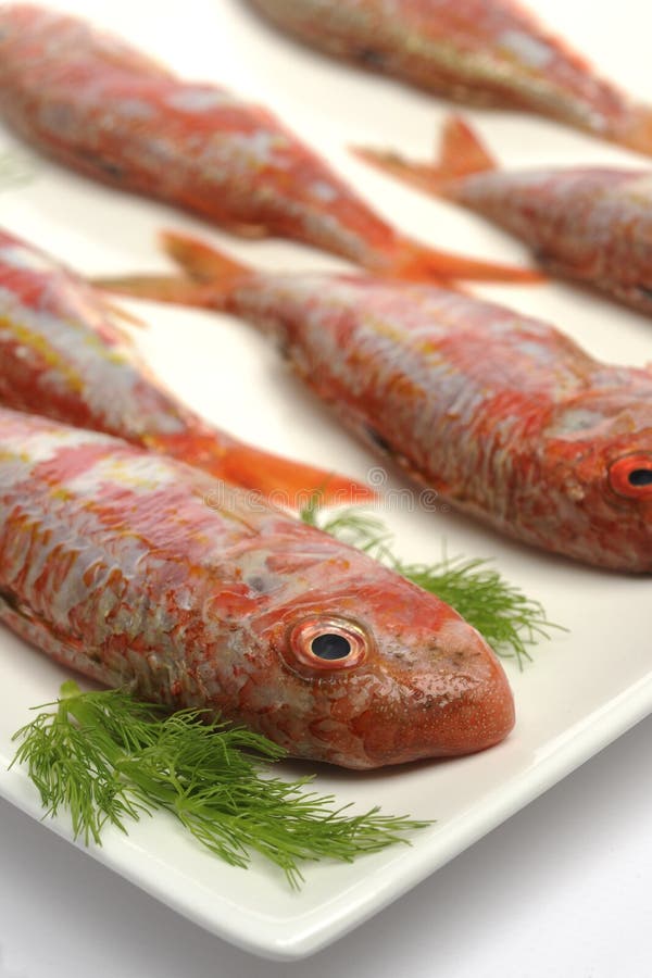 Salmonete imagen de archivo. Imagen de arreglado, alimento - 49619675