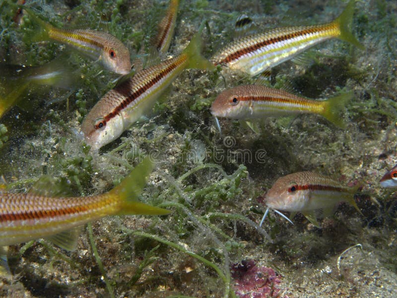 Salmonete Fish Stock Photos - Free & Royalty-Free Stock Photos from ...