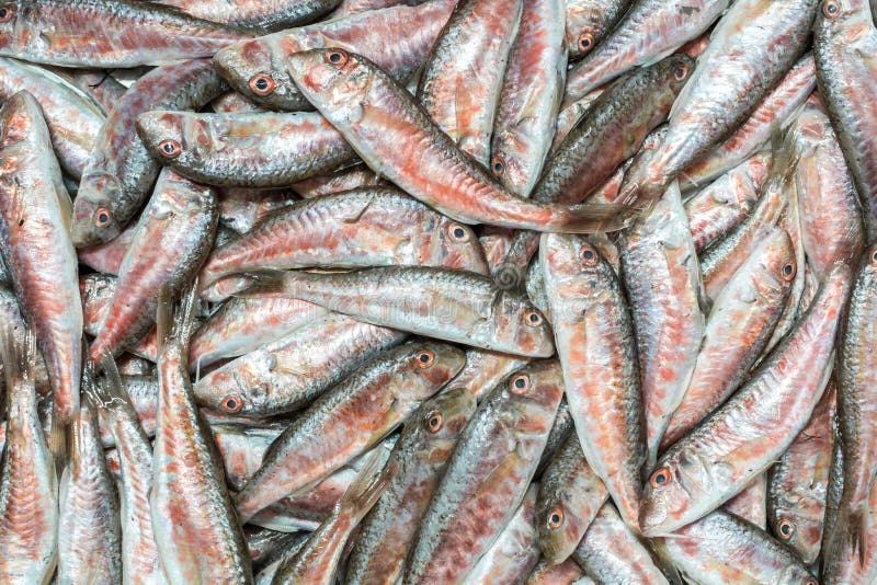 Salmonete Vermelho Fresco Para a Venda Em Um Mercado De Peixes Foto de ...
