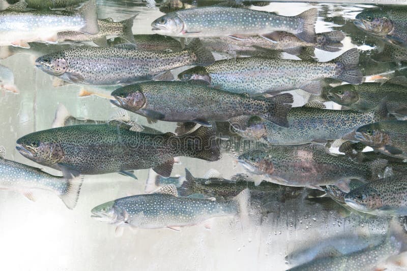 Trout and Salmon Red Fish Behind Aquarium Glass. Stock Image - Image of ...