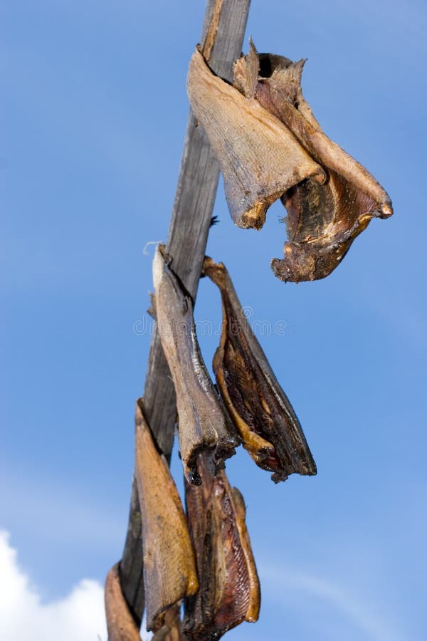 Salmons drying on stick stock photo. Image of smoked, fish - 2567084
