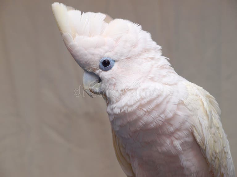 515 Kakadu Parrot Stock Photos - Free & Royalty-Free Stock Photos from ...