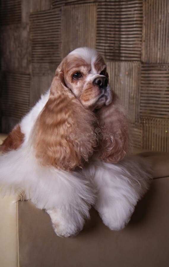 Grooming Cocker Spaniel Dog Stock Photo - Image of hair, head: 30317012