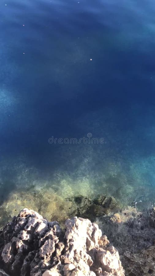 Salpida in the Sea, Top View, Sea and Sea Animals Stock Footage - Video ...