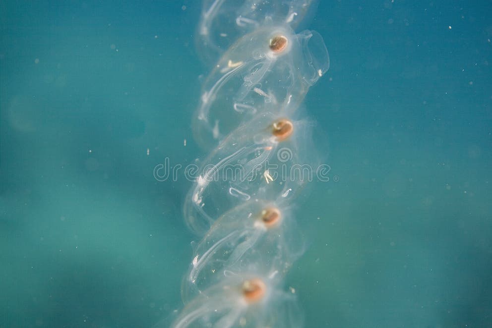 Salps (salpidae) stock photo. Image of cardinalfish, dotted - 5019126