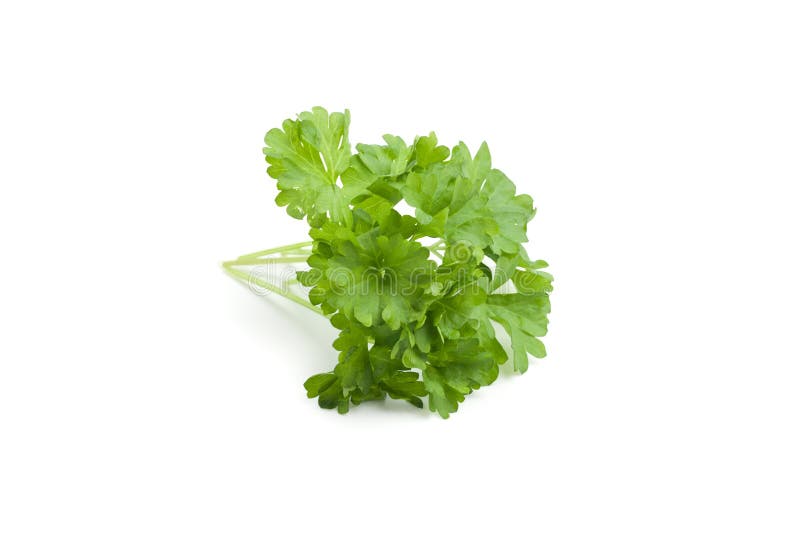 Close Up Da Folha Da Erva Do Aneto Isolada No Branco Imagem de Stock ...