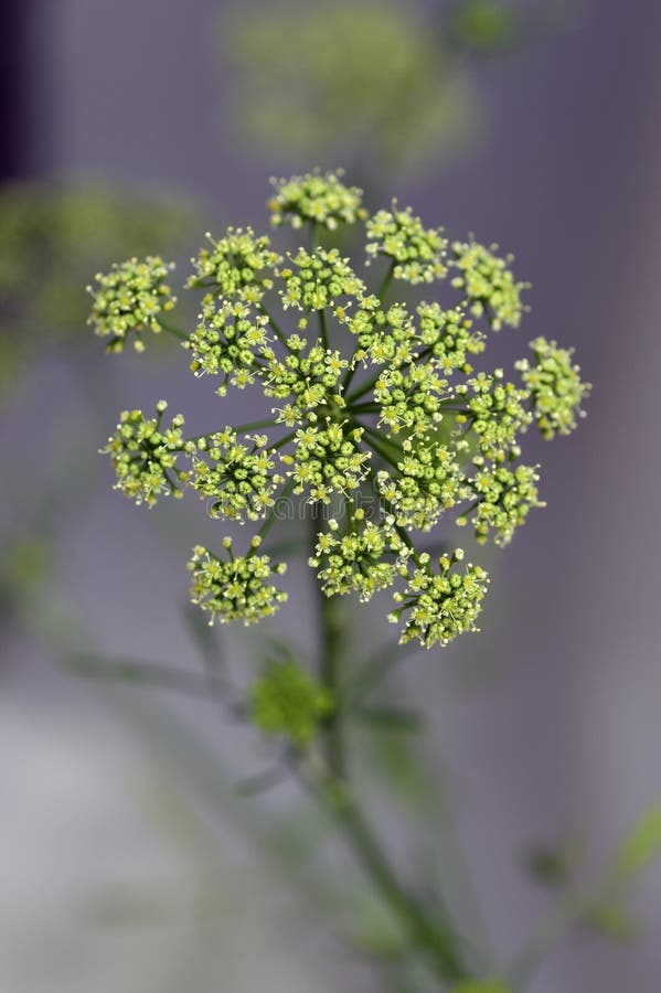 Sementes De Salsa Em Close-up. Textura Natural Em Tons Quentes Imagem ...