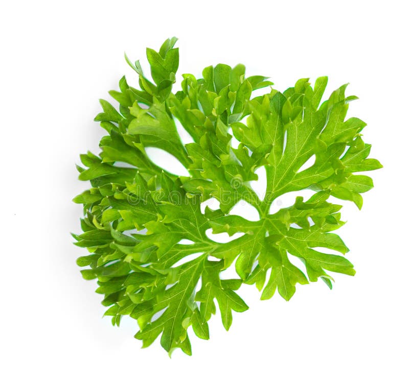 Salsa. Folha De Erva De Salsa Isolada Em Fundo Branco. Fechar Foto de ...