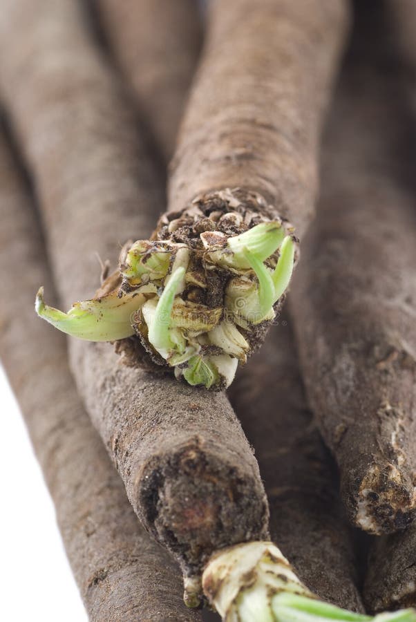 Salsify stock image. Image of salsify, root, food, scorzonera - 16294319