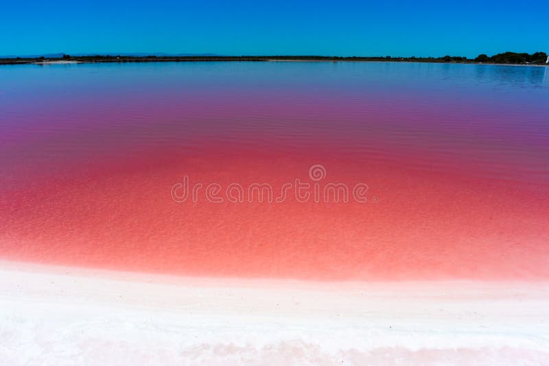 Salt Beach Near a Pink Lake Stock Photo - Image of flamingo, natural ...