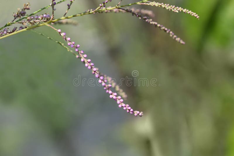 Salt cedar stock image. Image of leaf, green, garden - 225516727